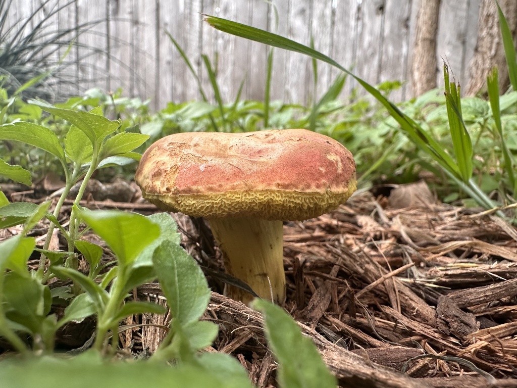 field bolete from Bending Oak, New Braunfels, TX, US on May 4, 2023 at ...