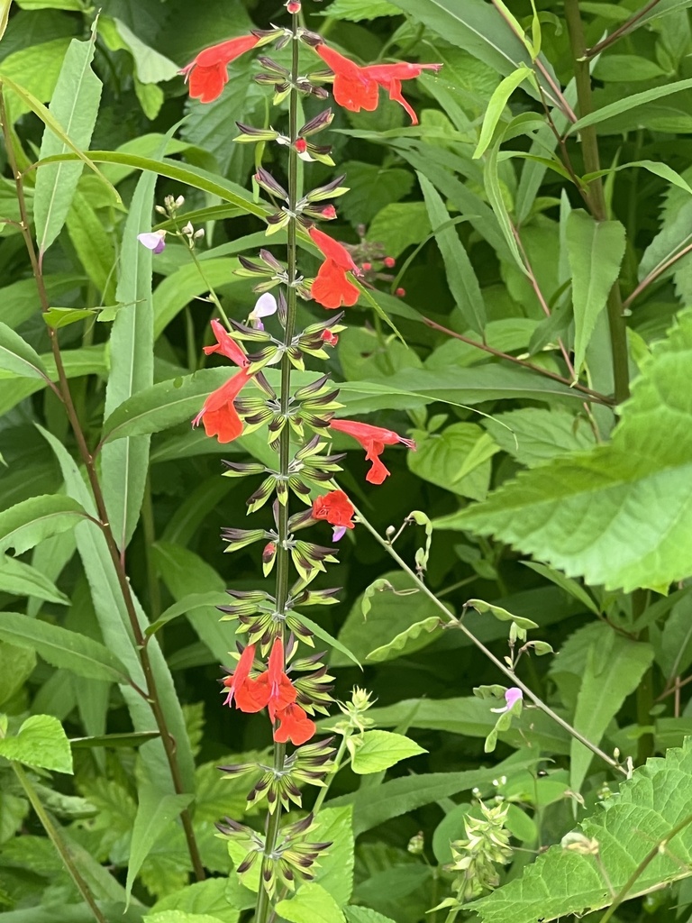 Tropical sage from Old Mexico Rd, Bolivar Peninsula, TX, US on May 11 ...