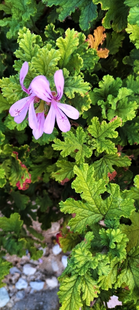 Oak-leaved geranium from Df Malherbe Street on May 10, 2023 at 09:11 AM ...