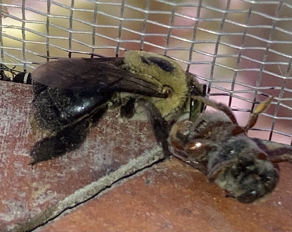 Shining Oil-digger Bee from Calzada Ecosur, Othón P. Blanco, Quintana ...