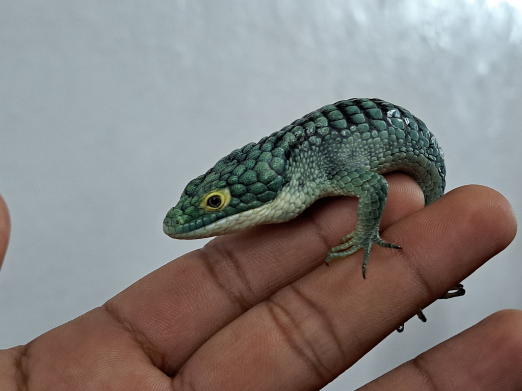 Terrestrial Arboreal Alligator Lizard in February 2023 by AJ Scorpionz ...