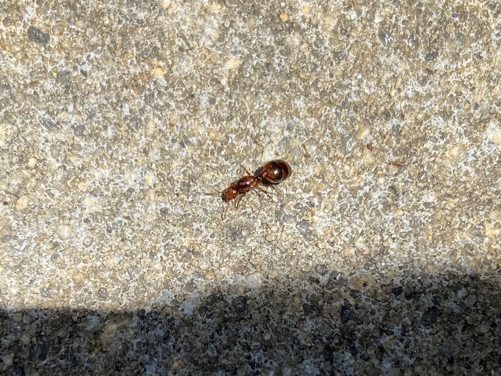 Red Imported Fire Ant from Valdosta State University, Valdosta, GA, US ...