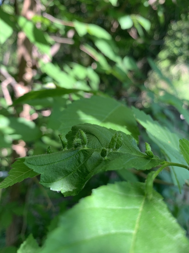 Elm Finger Gall Mite in May 2023 by Cassidy Martin · iNaturalist