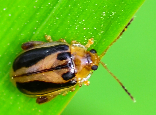 Capraita pervittata · iNaturalist