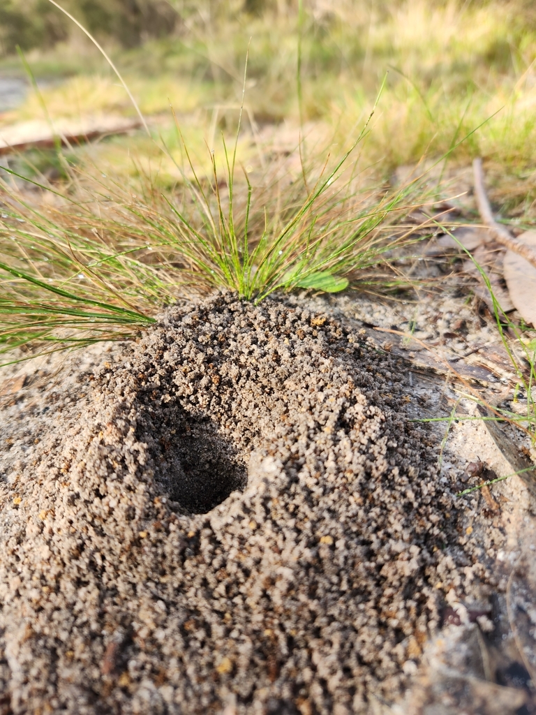 Ants from Carrum Downs VIC 3201, Australia on May 12, 2023 at 09:34 AM ...