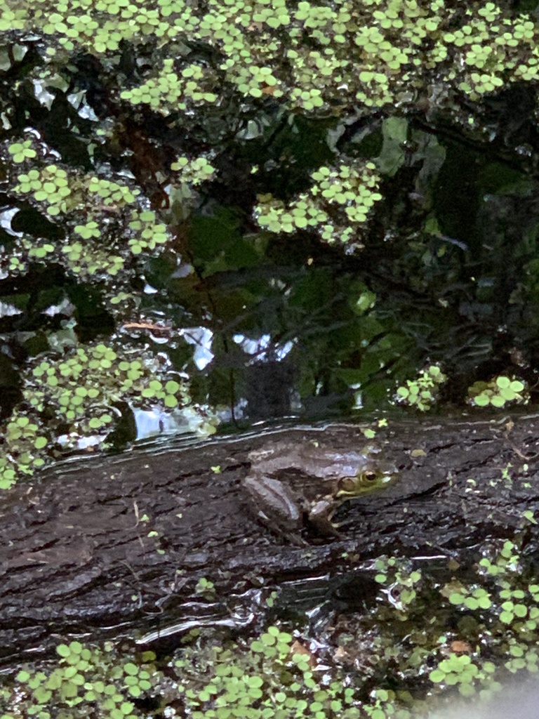 American Bullfrog from Arthur R. Marshall Loxahatchee National Wildlife ...
