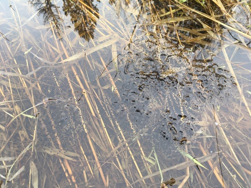 iNaturalist Tracking Database – NatureTracking