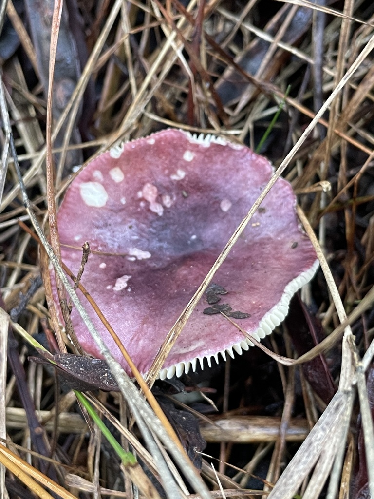 brittlegills from Kookaburra Bush Cct, Frankston South, VIC, AU on May ...