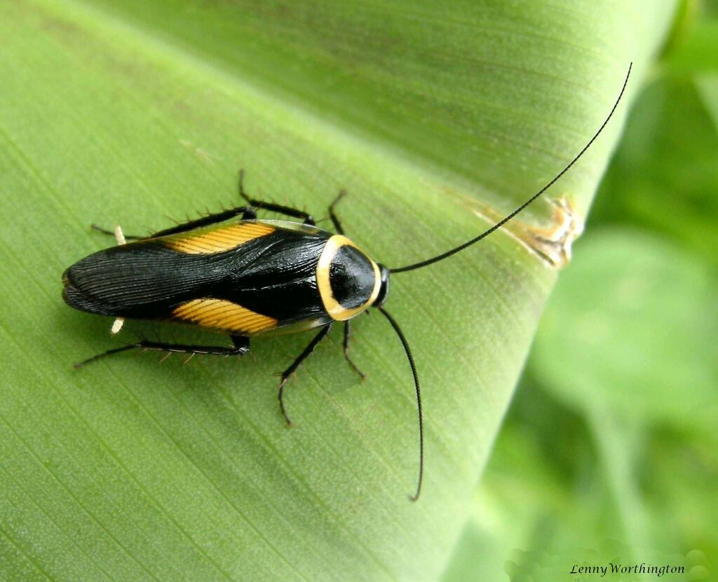 Hemithyrsocera vittata from Phu Laen Kha N.P. Chaiyaphum Thailand on ...