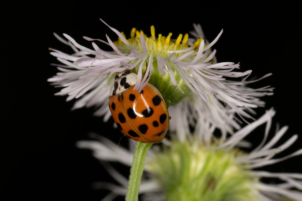 Asian Lady Beetle from 中国浙江省杭州市拱墅区 on May 10, 2023 at 01:05 PM by ...