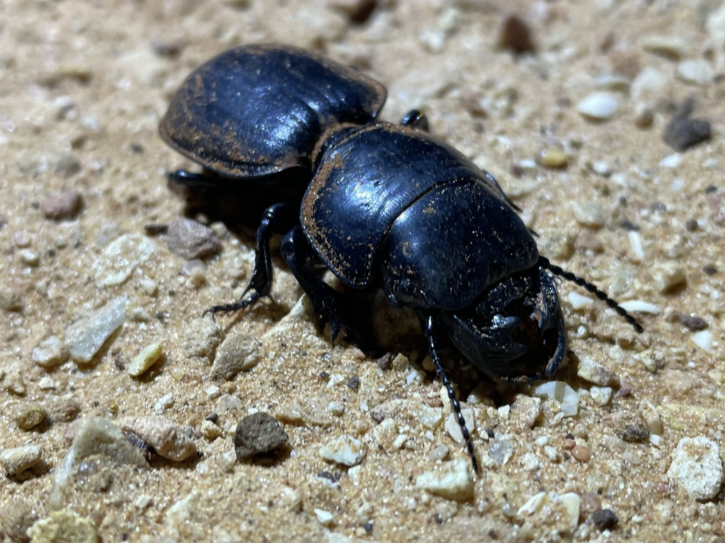 Scaraphites from Broome Bird Observatory, Roebuck, WA, AU on April 20 ...