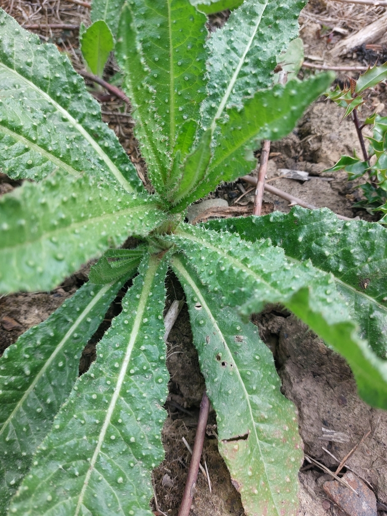 bristly oxtongue from Newcastle International Airport (NCL ...