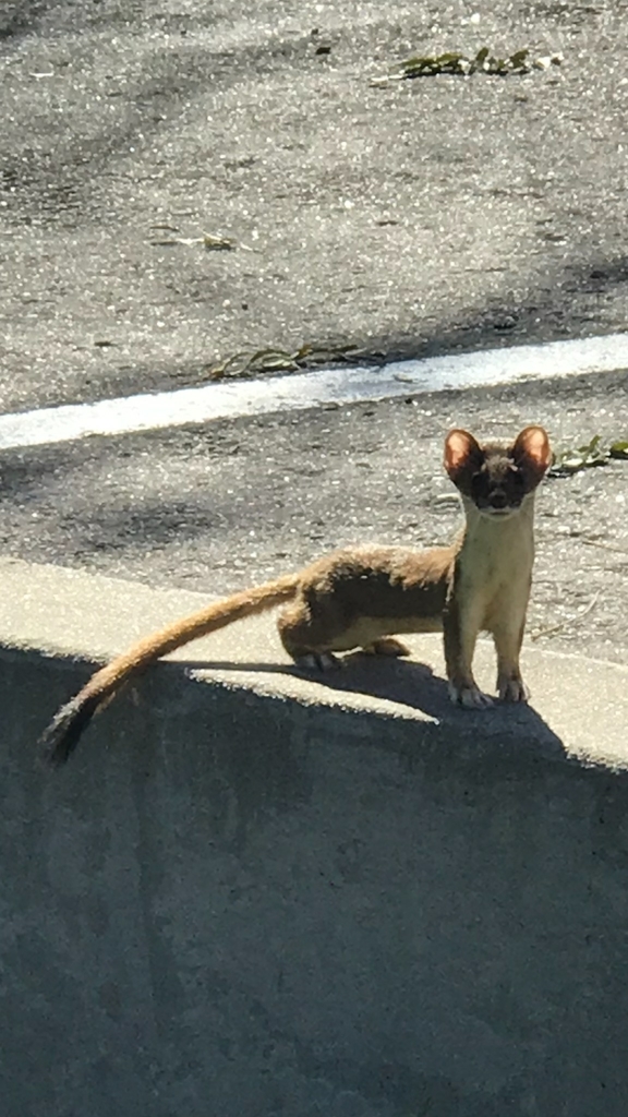 Long-tailed Weasel from 1041 Worchester St, Aurora, CO 80011, USA on ...
