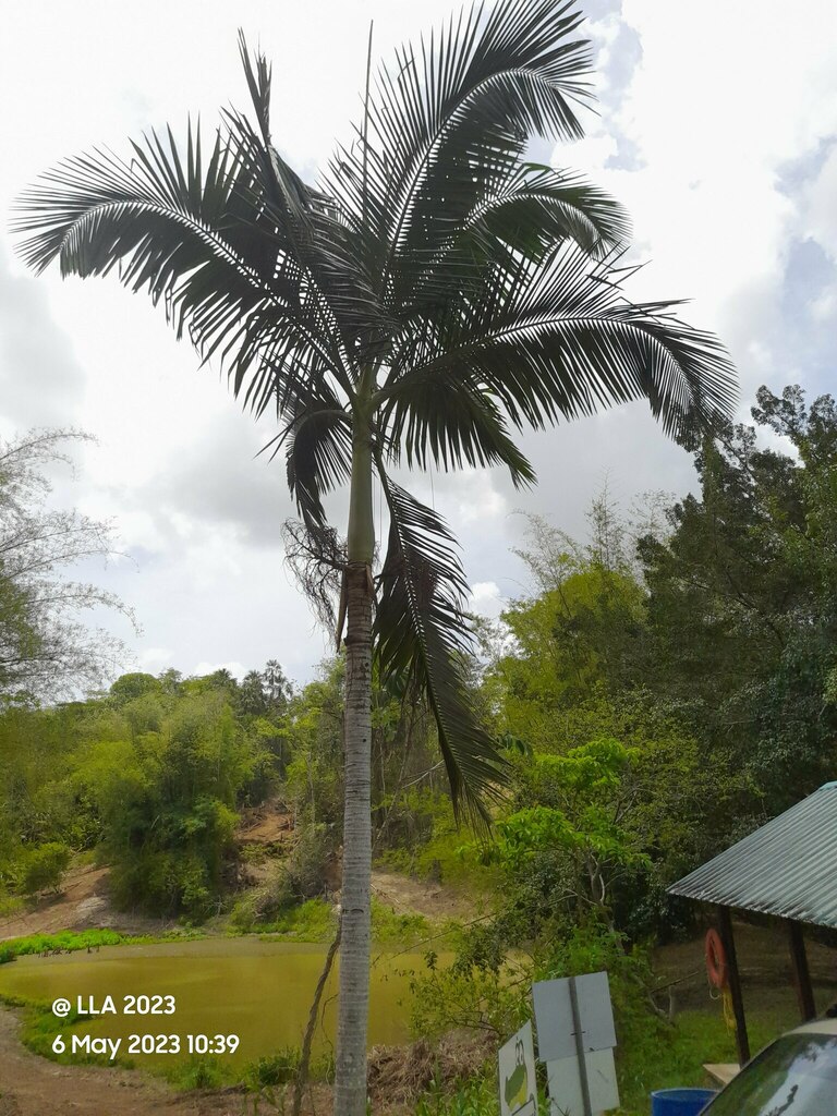 Alexandra Palm from Couva-Tabaquite-Talparo Regional Corporation ...
