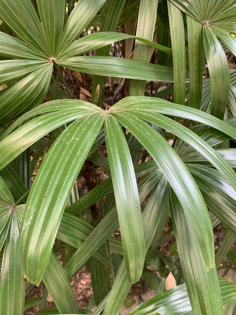 Coryphoideae from 51 Lei King Road, Sai Wan Ho, Hong Kong, HK on ...
