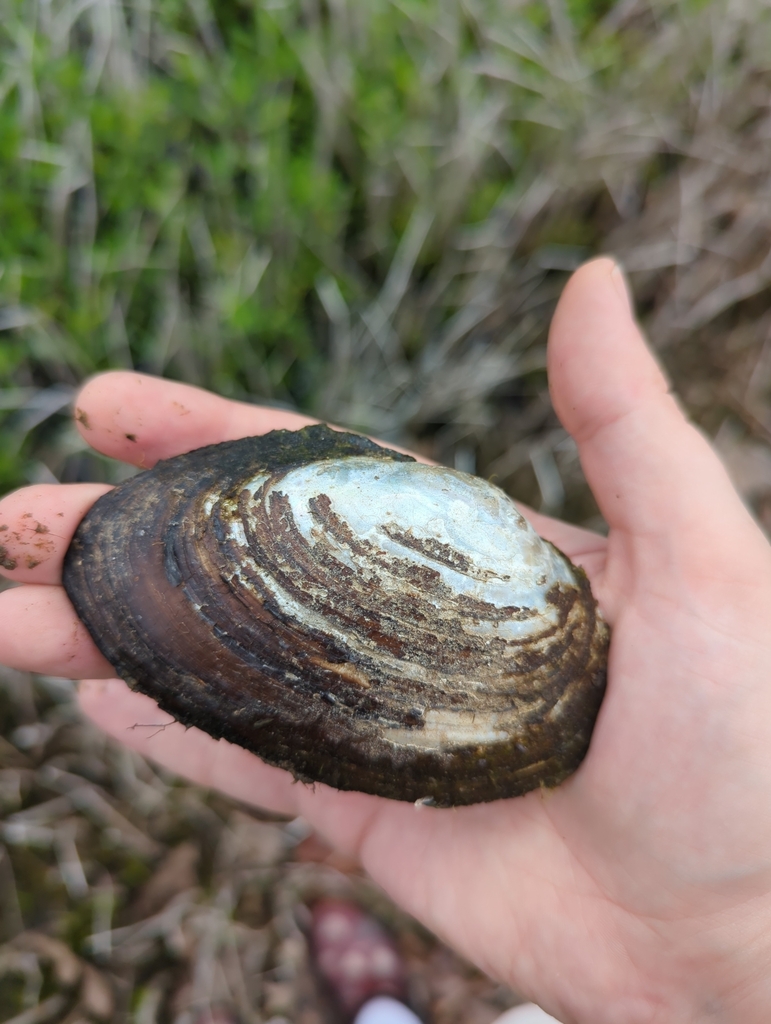 Giant Floater from Cleveland Township, MO, USA on May 12, 2023 at 11:28 ...