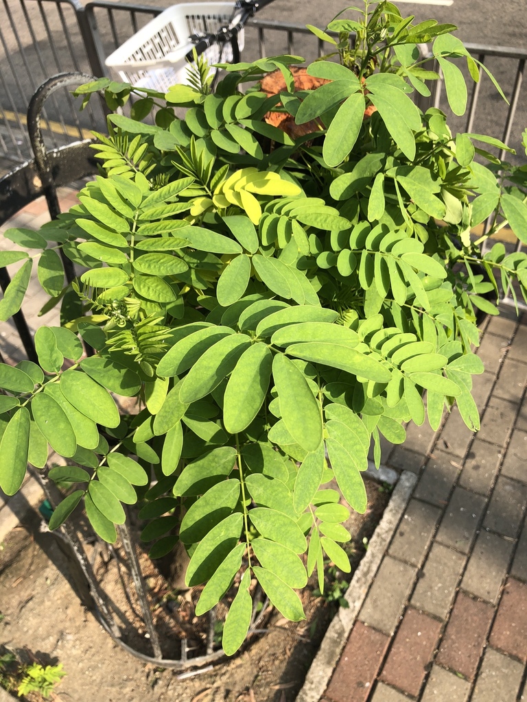 Sunshine Tree from 富怡道31號–33號, 小西灣, 香港, HK on November 08, 2018 at 07: ...