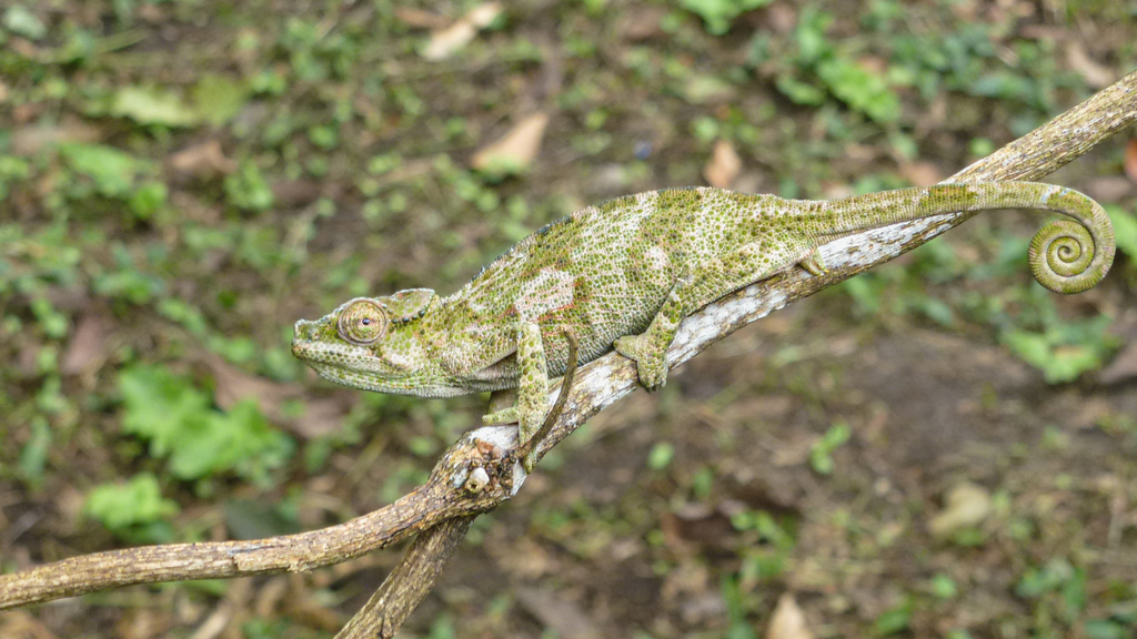 Strange-horned Chameleon in December 2013 by hsde66 · iNaturalist