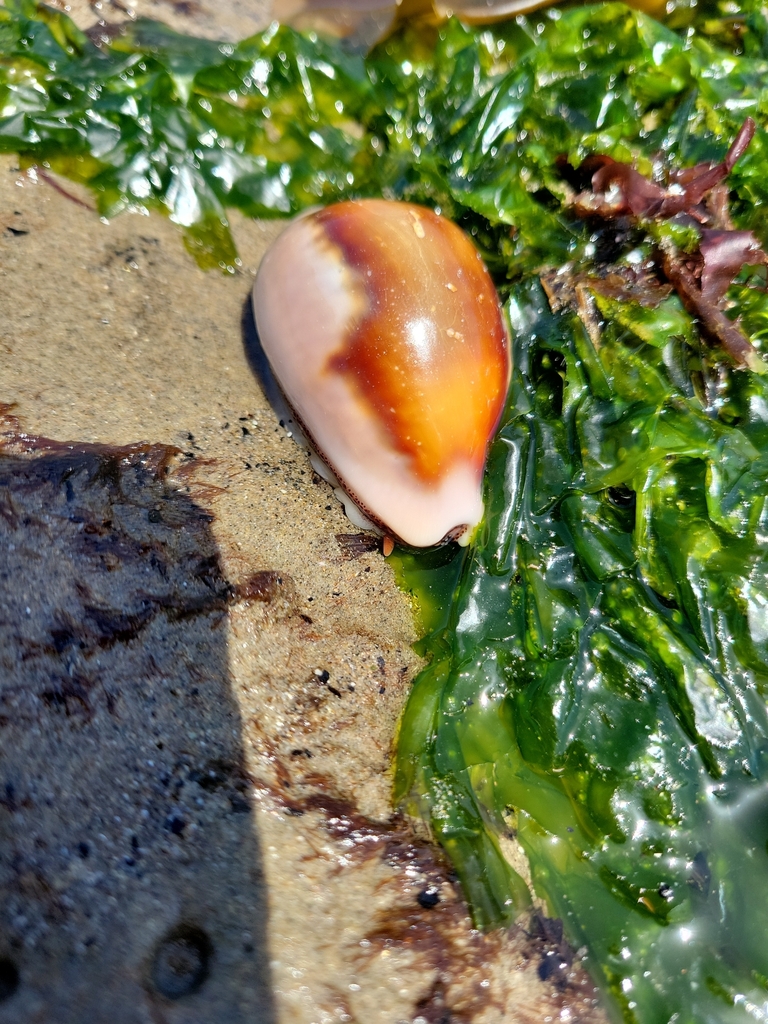 Chestnut Cowry from Isla Vista on May 12, 2023 at 11:31 AM by Jibrahn ...