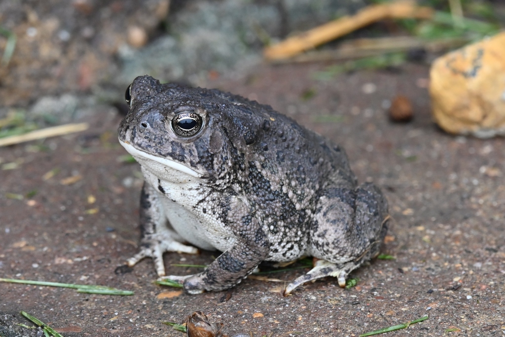 Woodhouse's Toad in May 2023 by Louis. First toad of the year for us ...