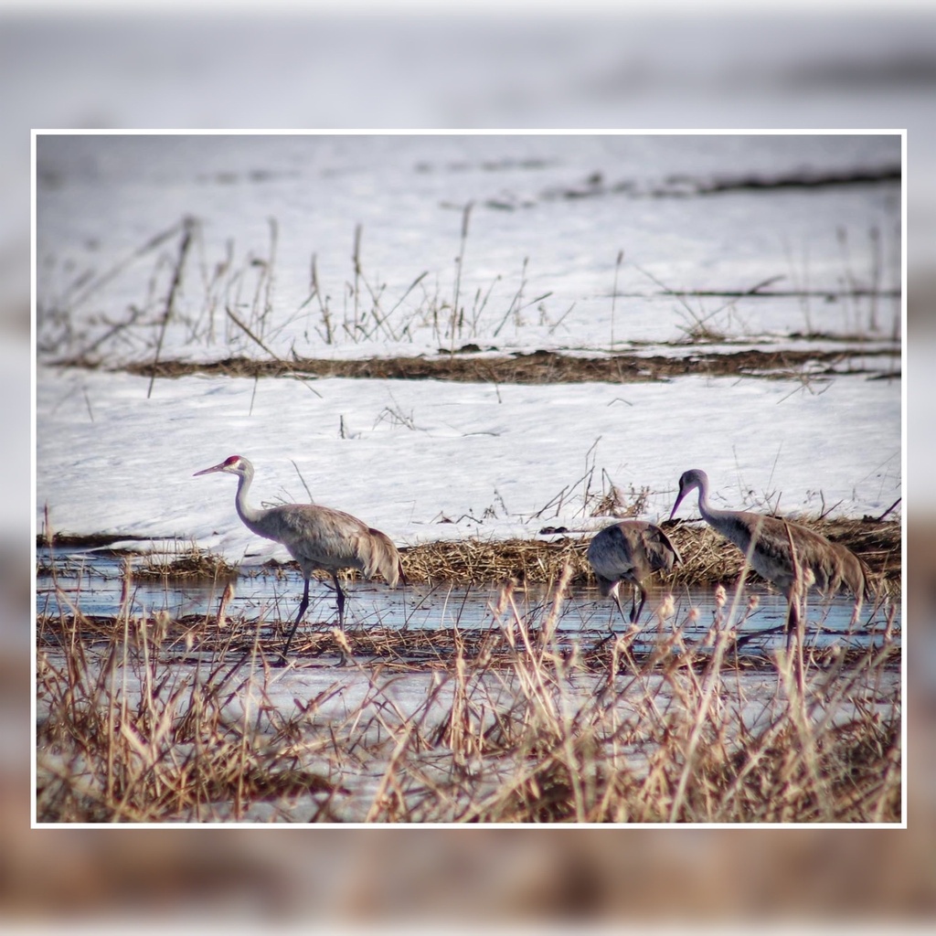Sandhill Crane from Cameron Lake Rd, Okanogan, WA, US on April 23, 2023 ...