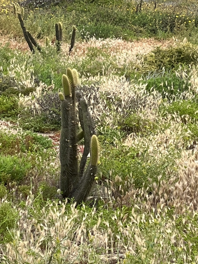 Golden-spined Cereus in May 2023 by Ava Murphy · iNaturalist