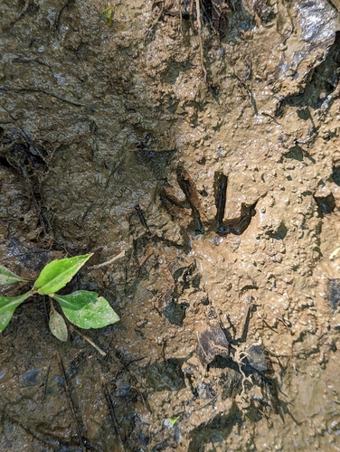 Raccoon Tracks – NatureTracking