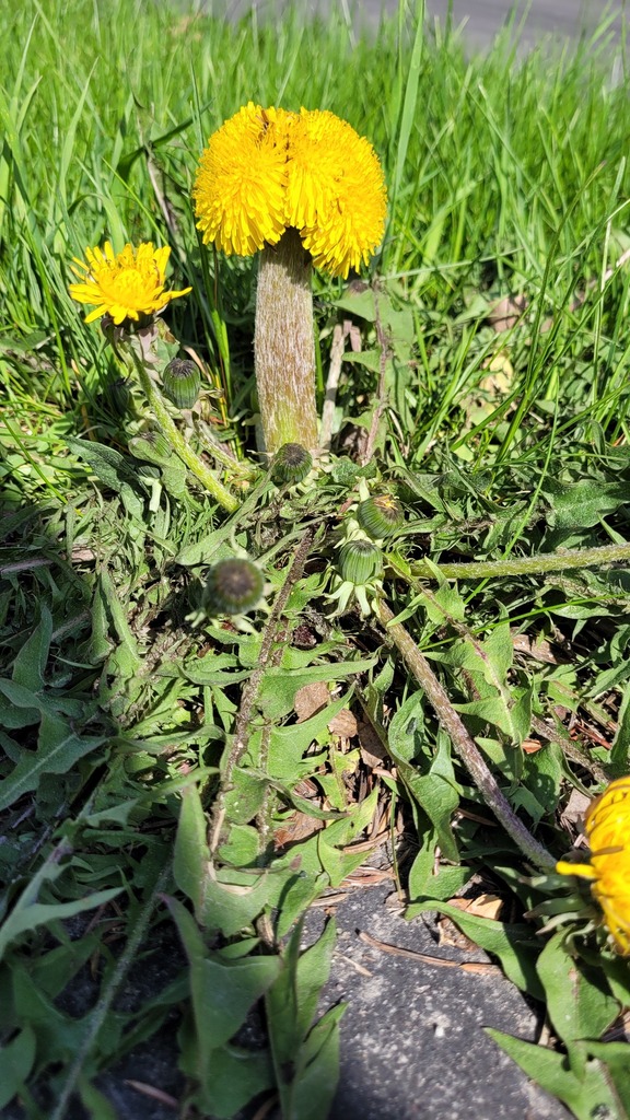 common dandelion from Sault Ste. Marie, ON, Canada on May 12, 2023 at ...