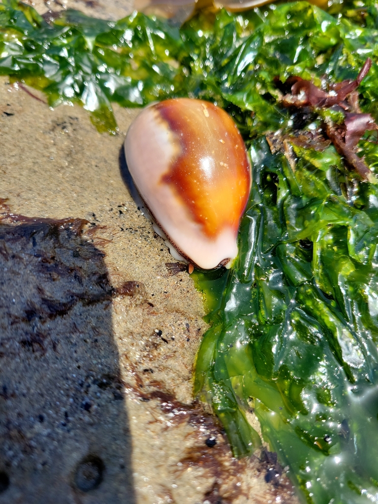 Chestnut Cowry from Isla Vista on May 12, 2023 at 10:42 AM by Jibrahn ...