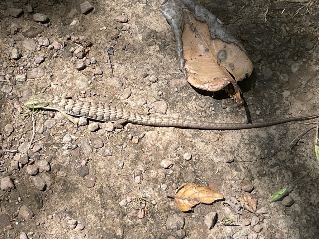California Alligator Lizard from Cascade Canyon Open Space Preserve ...