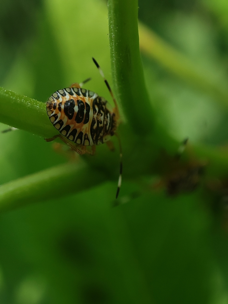 Edessa reticulata from San Juan, 95870 Catemaco, Ver., México on May 04 ...