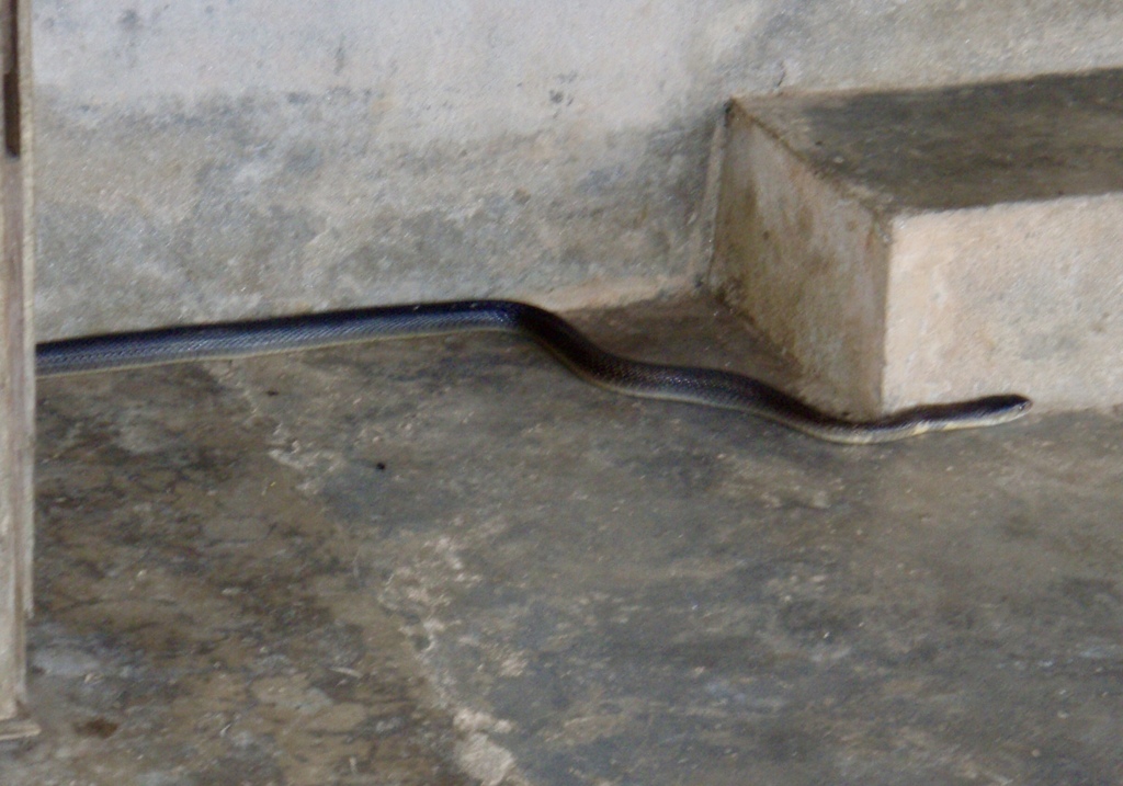 Monocellate Cobra from 401, Amphoe Phanom, Surat Thani, TH on November ...
