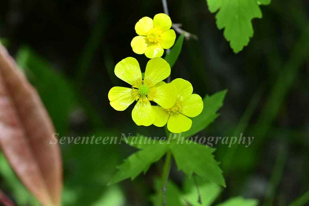 Japanese Buttercup from 中国湖北省神农架林区 on May 02, 2023 at 11:18 AM by 石柒 ...