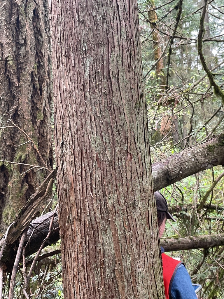 western redcedar from King County, US-WA, US on May 01, 2023 at 12:37 ...