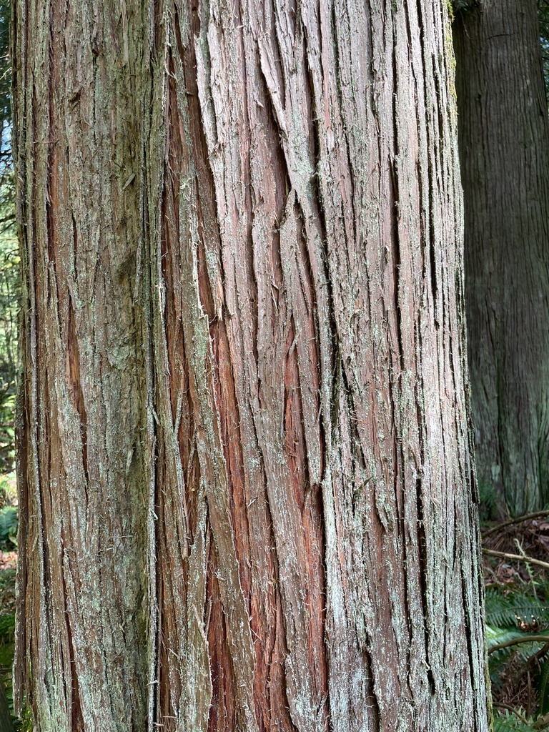 western redcedar from King County, US-WA, US on May 02, 2023 at 12:11 ...