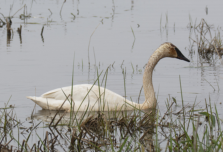 Trumpeter Swan from Ottawa NWR, Ottawa County, OH, USA on May 12, 2023 ...