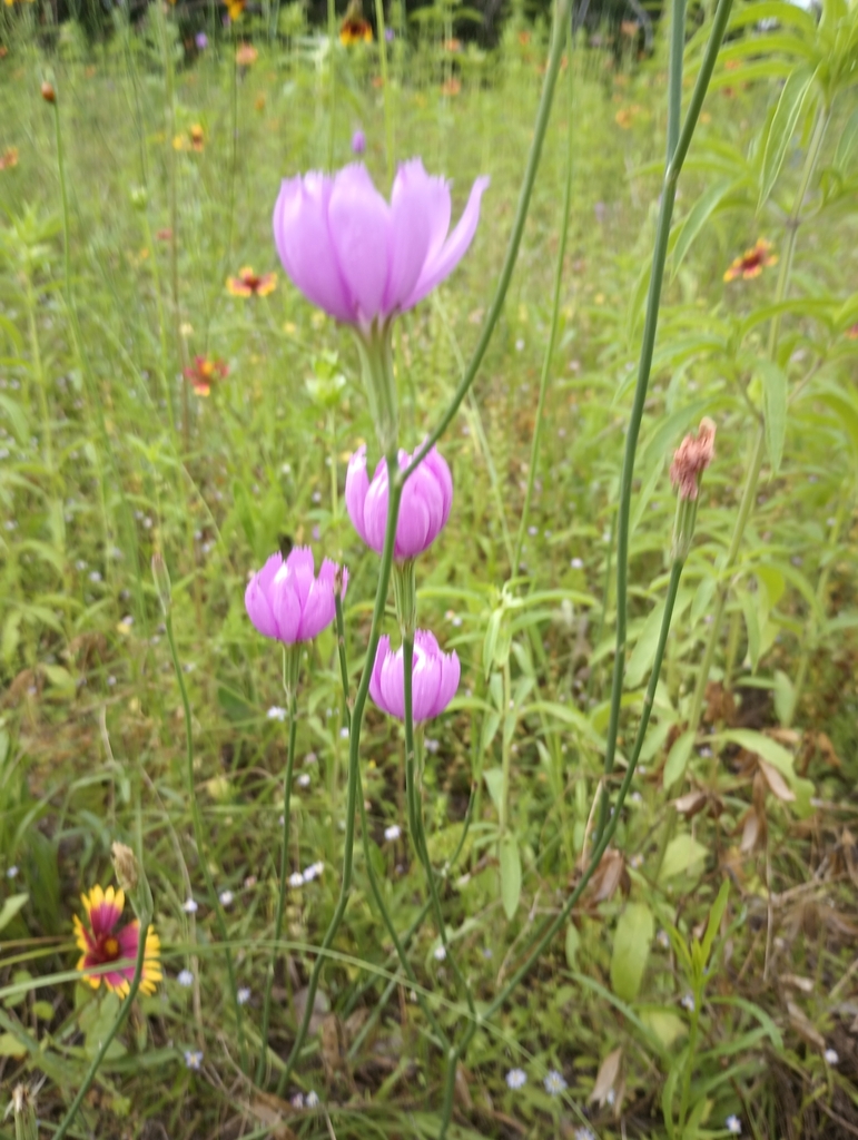 Texas Skeleton Plant from Honeycomb Hollow on May 11, 2023 at 09:45 AM ...