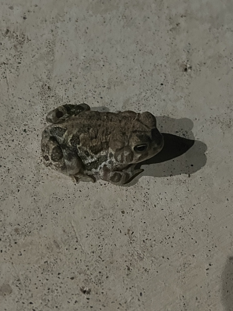 Great Plains Toad from E0670 Rd, Hennessey, OK, US on May 12, 2023 at ...