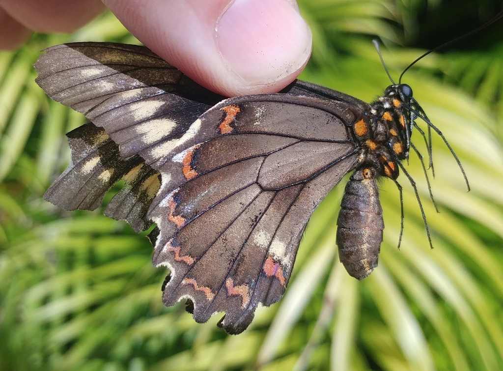 Florida Polydamas Swallowtail from Boca Raton, FL 33428, USA on April ...