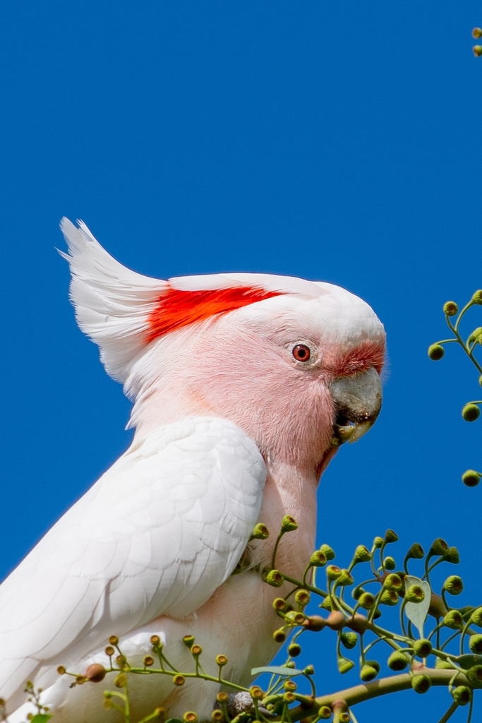 Western Major Mitchell's Cockatoo from Coolgardie, AU-WA, AU on May 13 ...