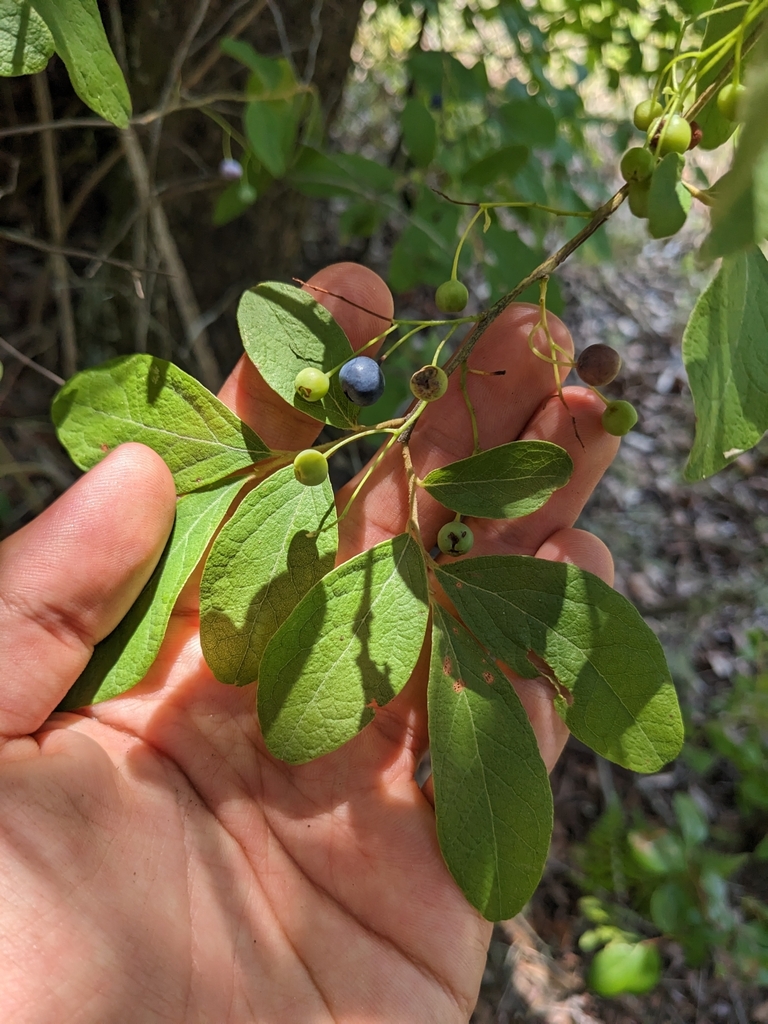 blue huckleberry from Alachua County, US-FL, US on May 12, 2023 at 02: ...