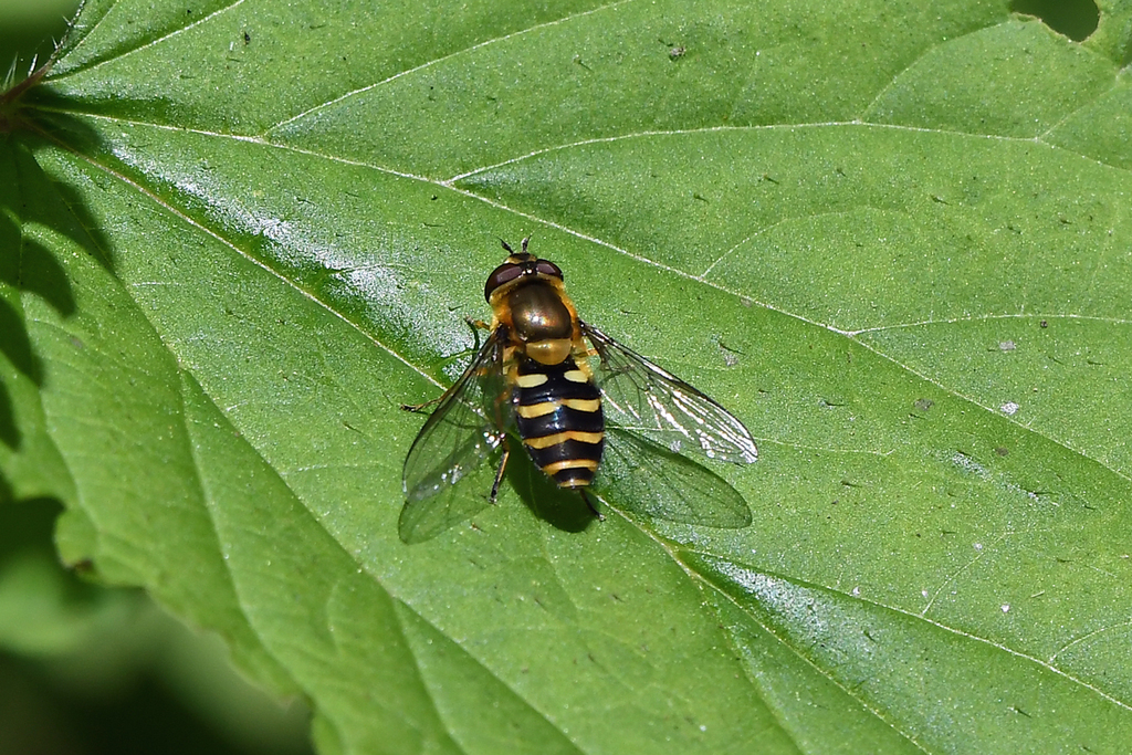 Common Flower Flies from Clallam County, WA, USA on May 09, 2023 at 08: ...