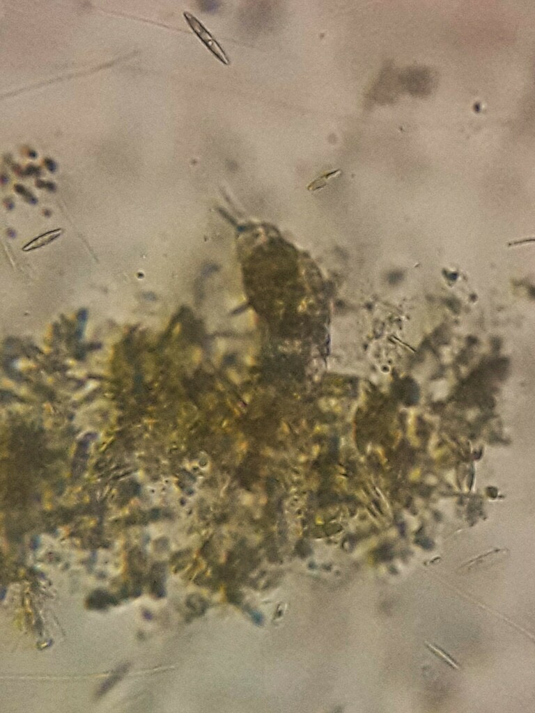 Ploima from Azcapotzalco, Mexico City, CDMX, Mexico on May 11, 2023 at ...