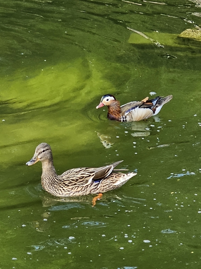 Ducks, Geese, and Swans from Friedrichstadt, Dresden, Deutschland on ...