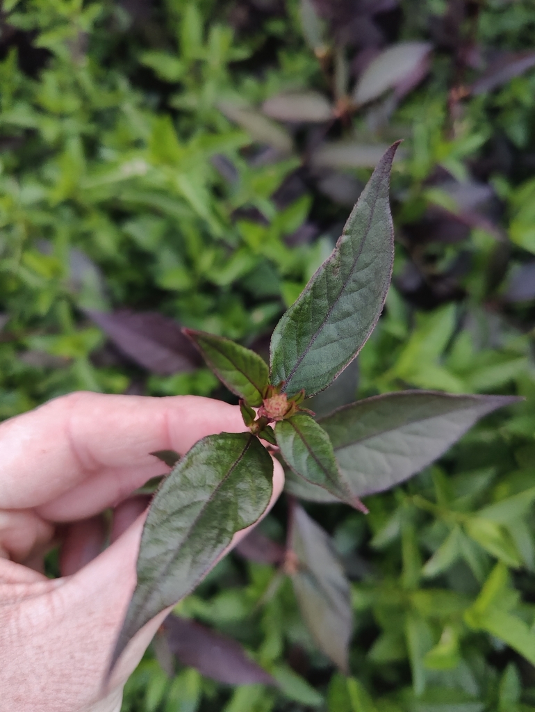 Ruby Leaf from Mansfield QLD 4122, Australia on May 13, 2023 at 05:08 ...