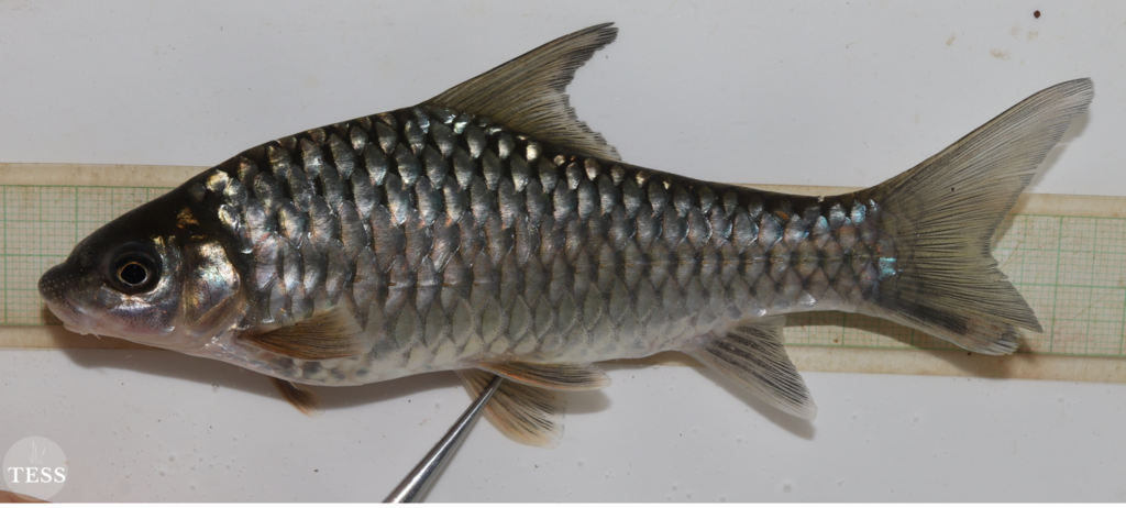 Labeobarbus wurtzi in February 2023 by russellbriantate · iNaturalist