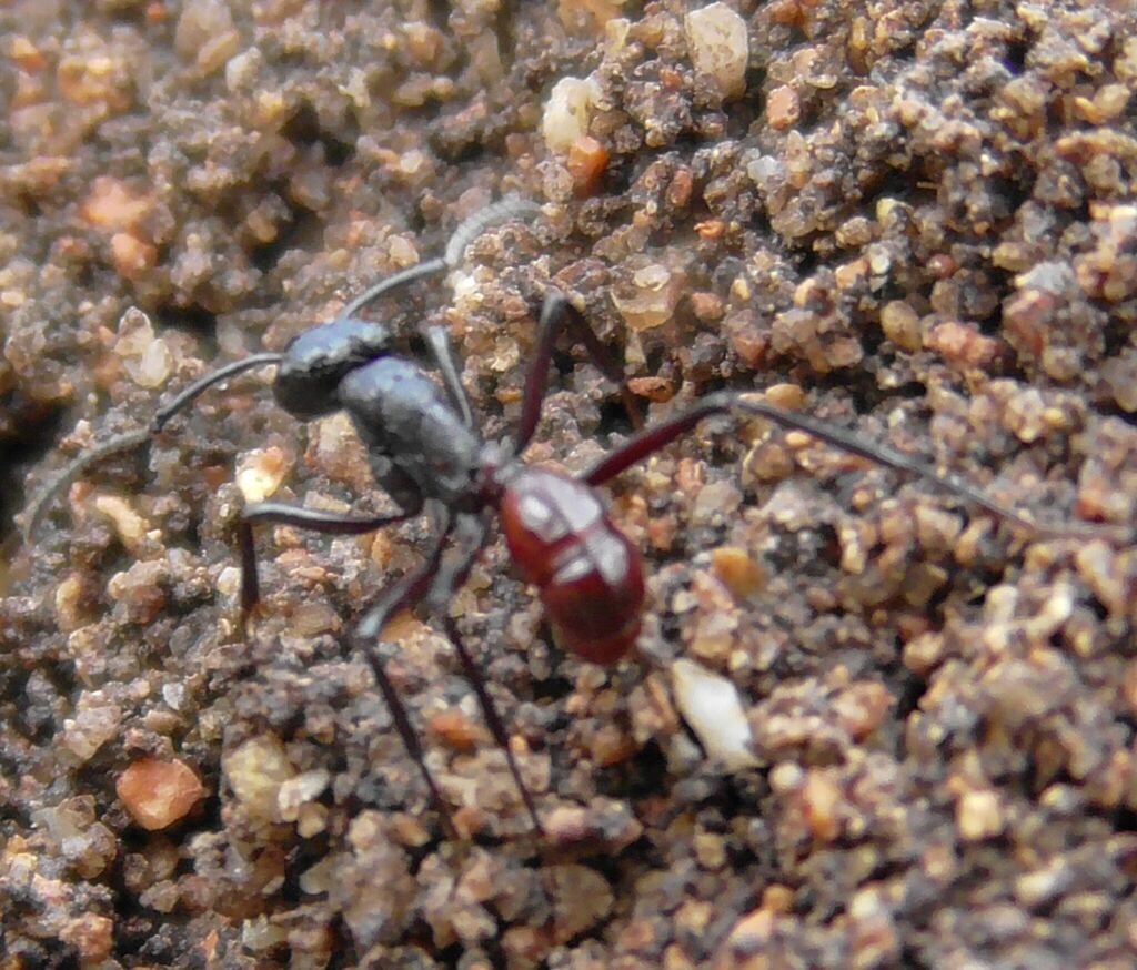 Pony Ants from Watsonville QLD 4887, Australia on May 12, 2023 at 08:09 ...