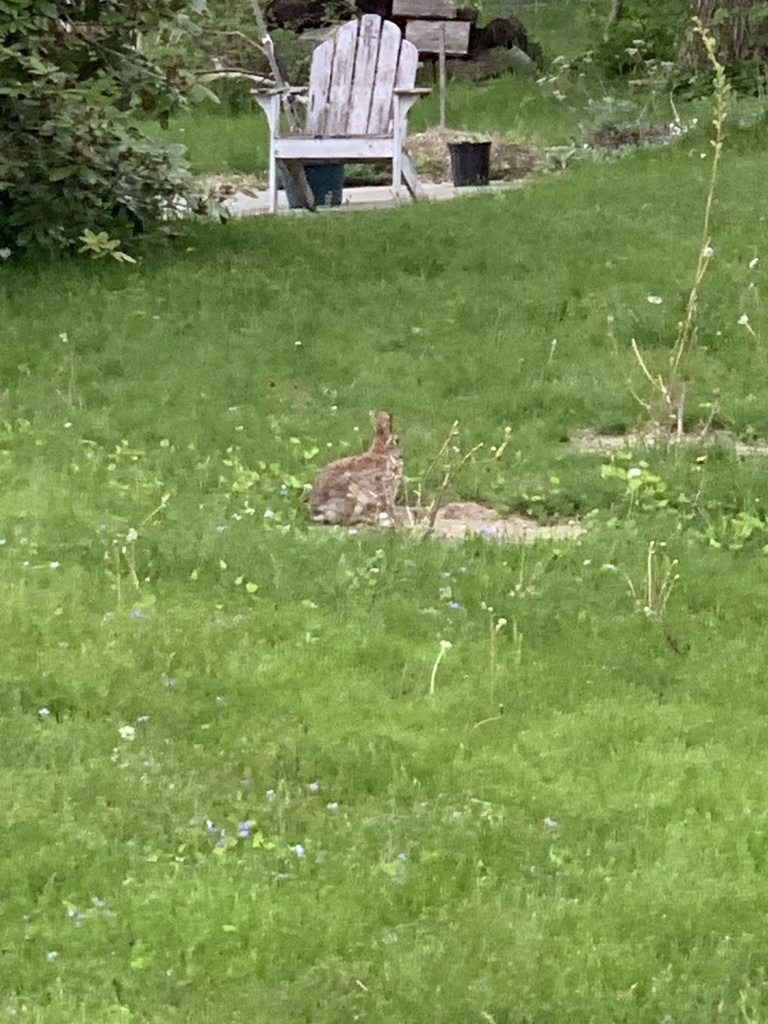 Eastern Cottontail from Appletree Ln, Essex Junction, VT, US on May 12 ...