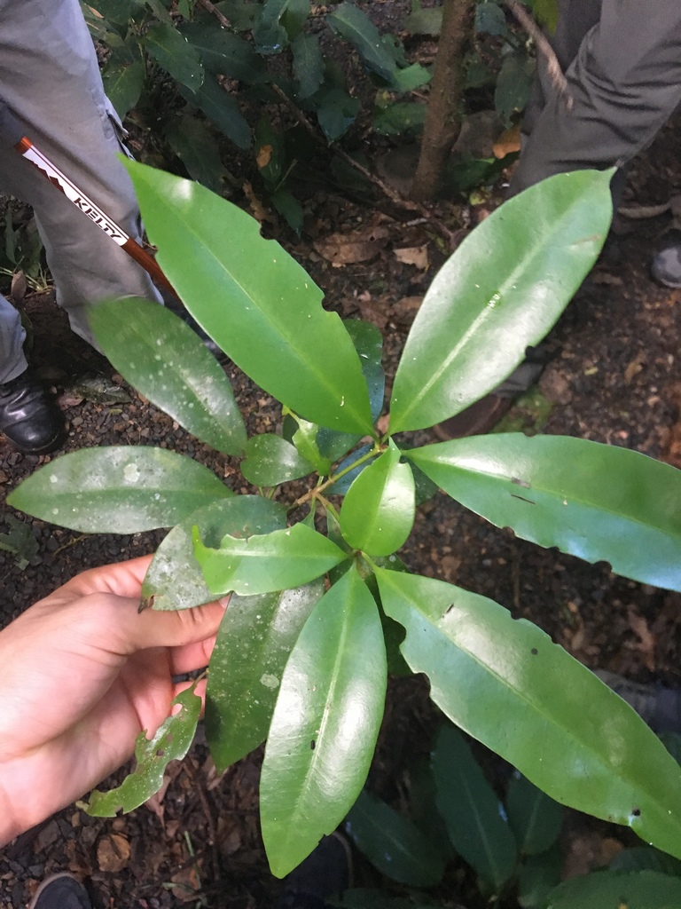 Guapira costaricana from Parque Nacional de Carara, Garabito ...