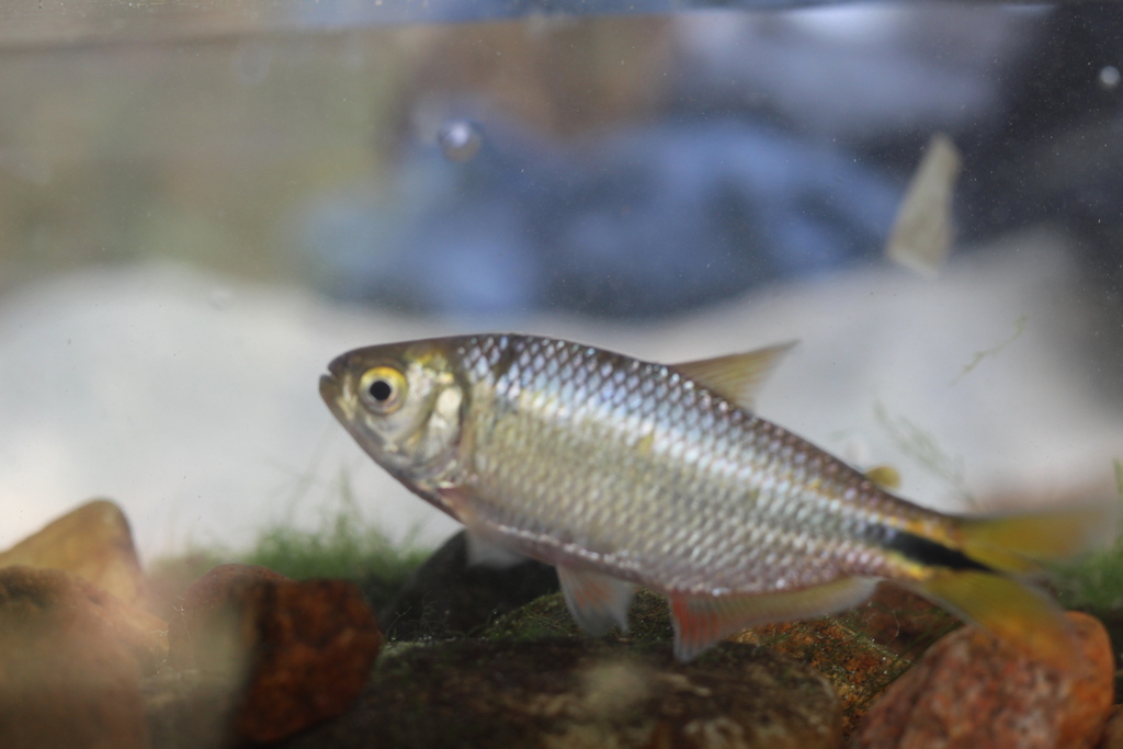 Banded Tetra from Suchiapa, Chis., México on April 27, 2018 at 11:03 PM ...